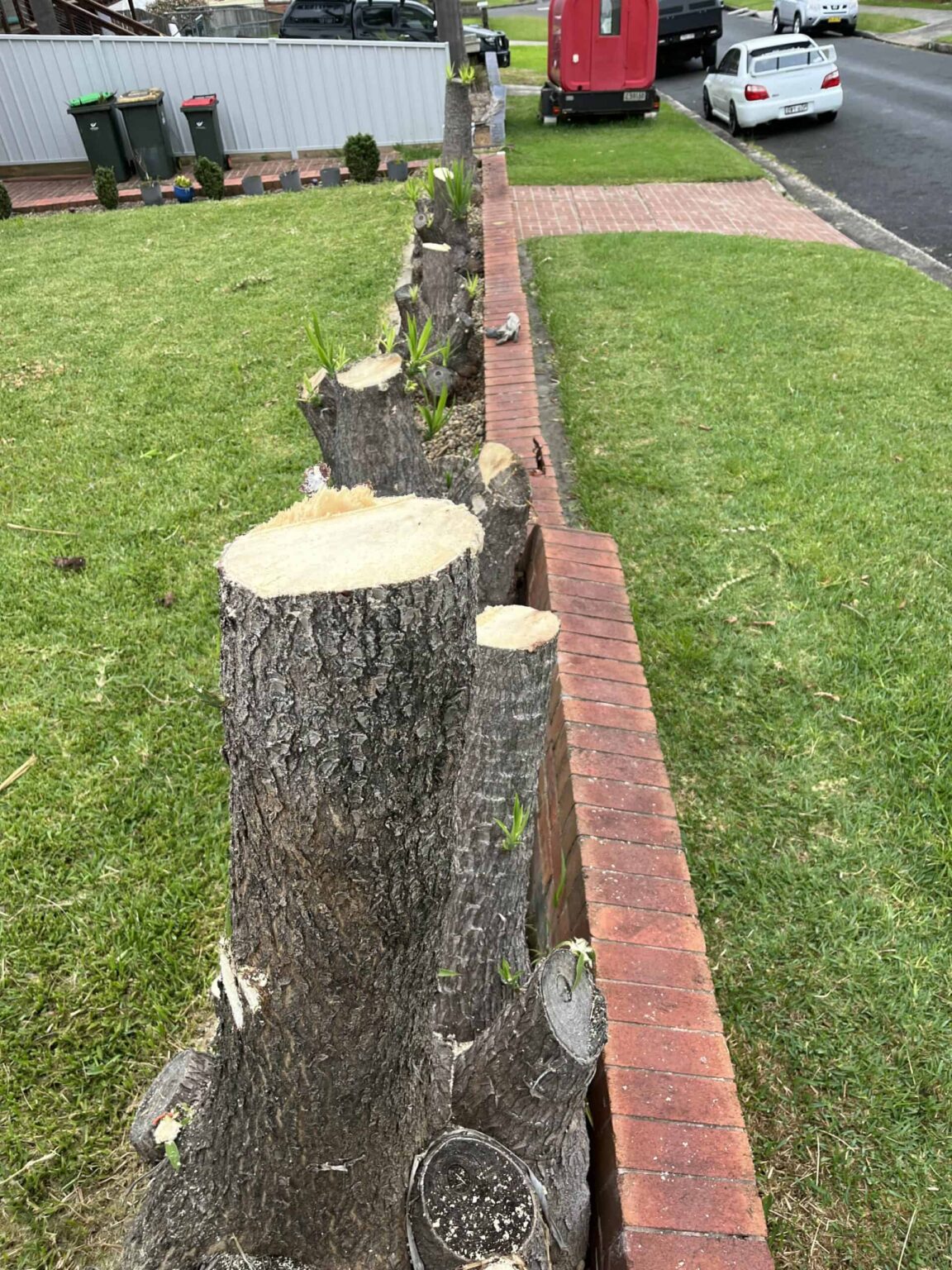 Shell Cove Tree Removal & Palm Removal - Southside Stump Grinding ☎️ ...